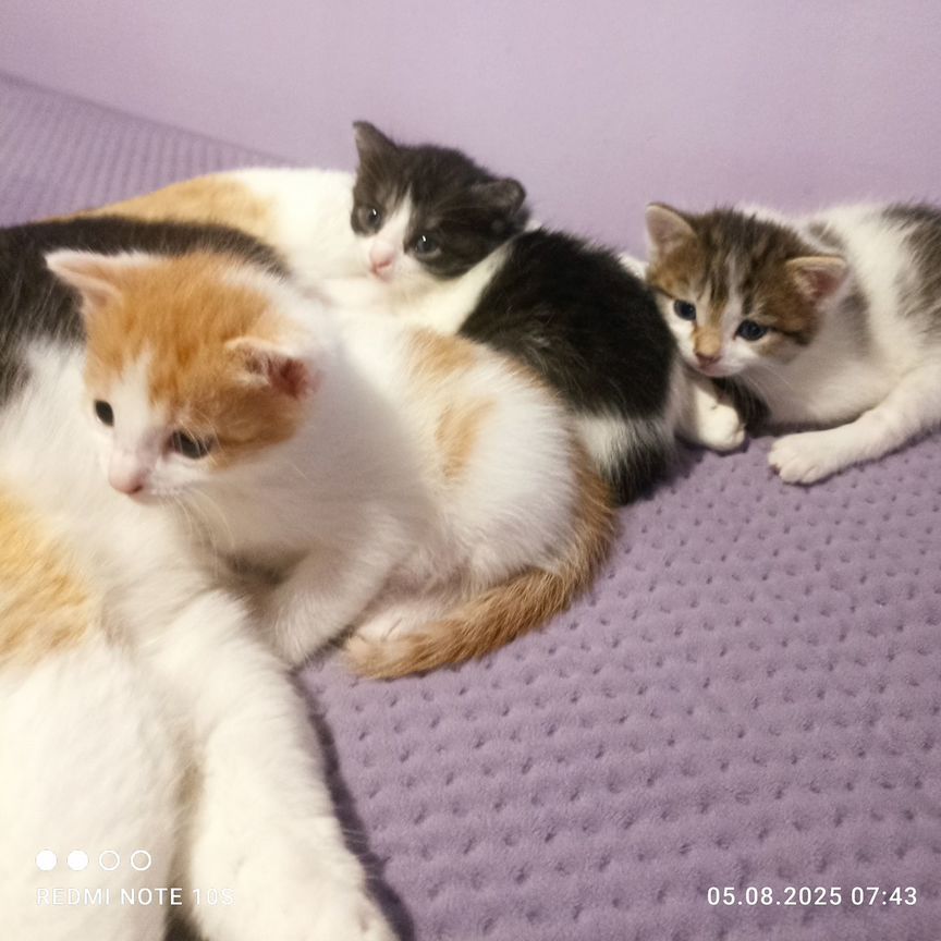 Котята в добрые руки 1 месяц