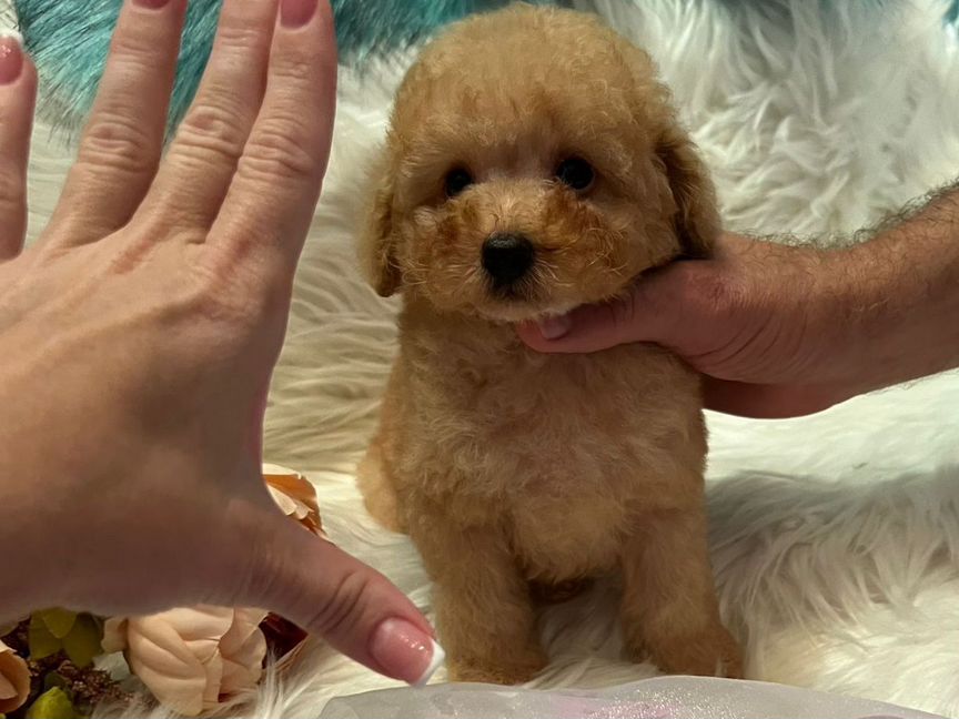 Мальтипу super мини девочка