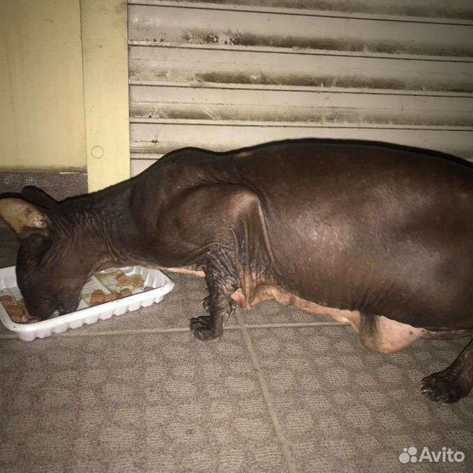 Кошка сфинкс Пятигорск. на рынке. Чьч