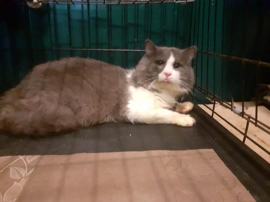 Усыпят. Последний шанс