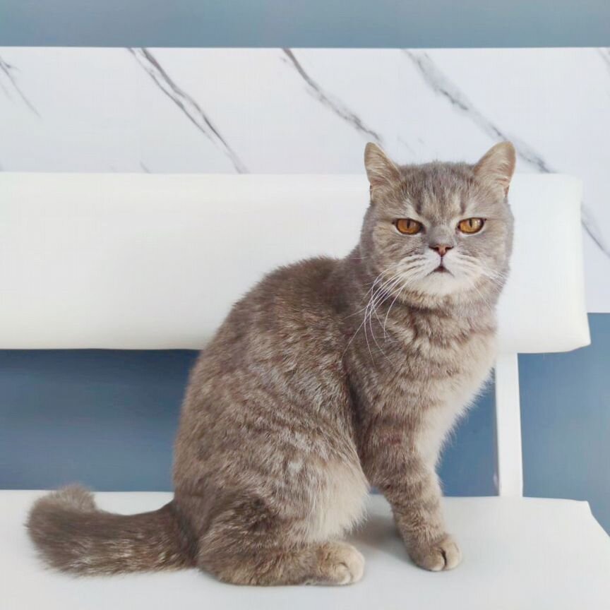Котик-красавчик в добрые ручки