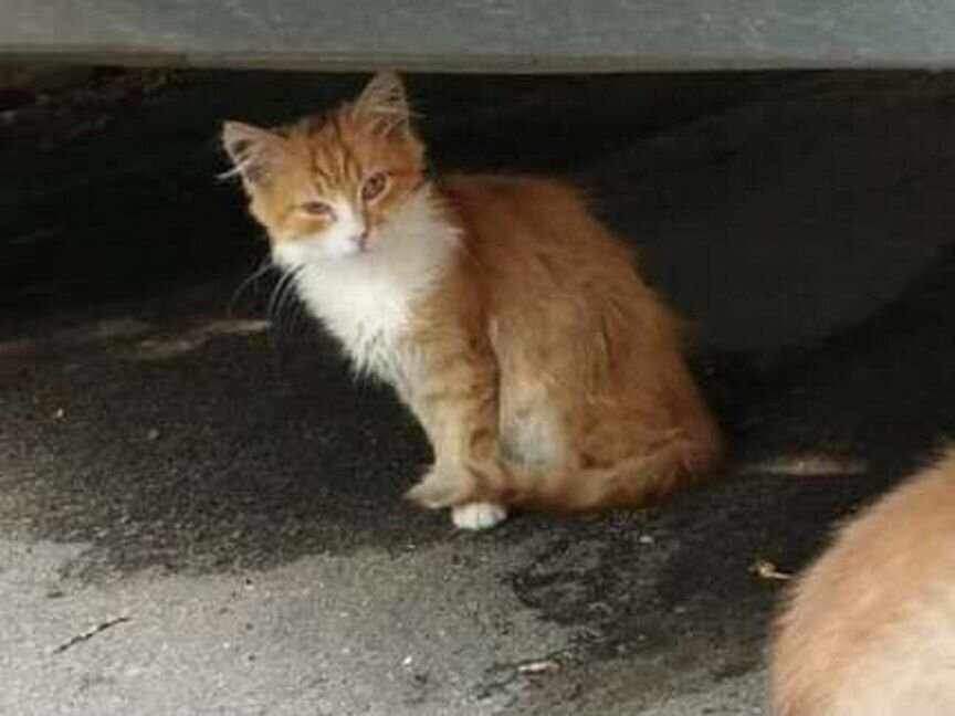 Котенок 2 мес рыжий безумно красив