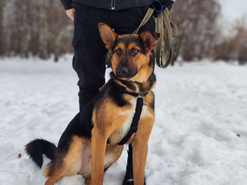 Собака в добрые руки