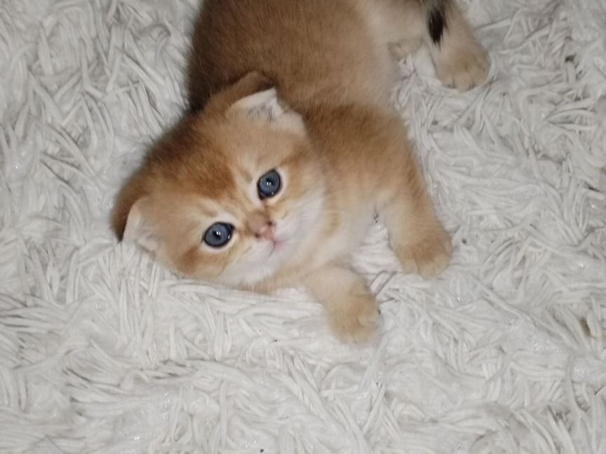 Очаровашки