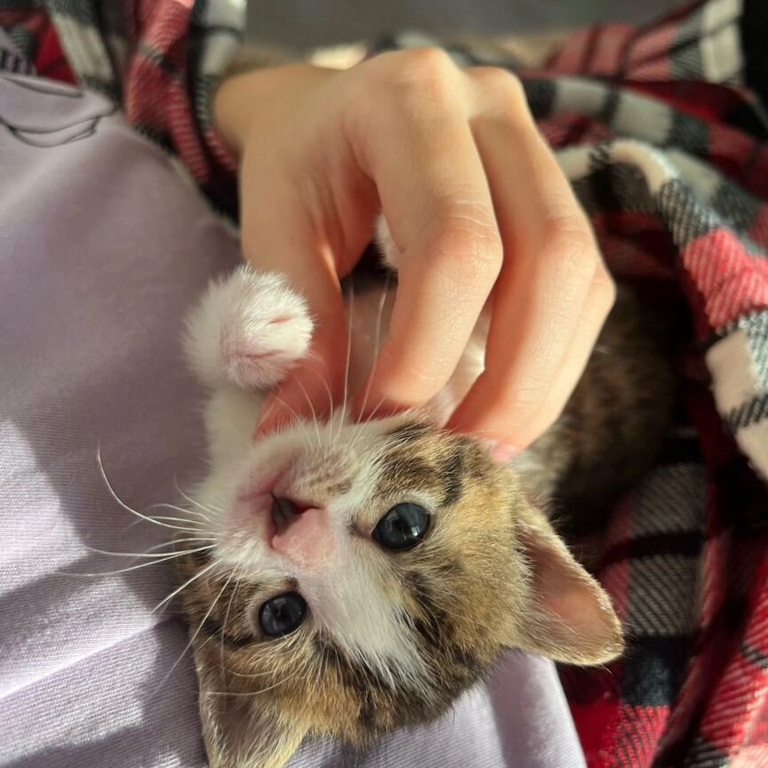 Котята