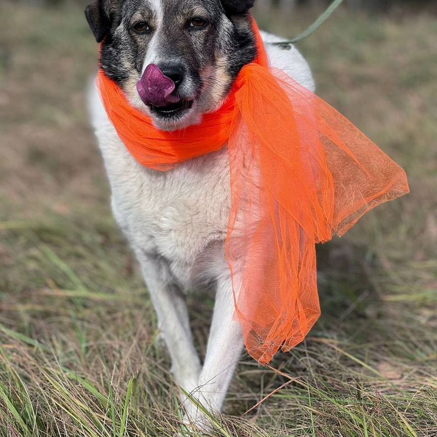 Добрый пес Лютик ждет вас у приюте