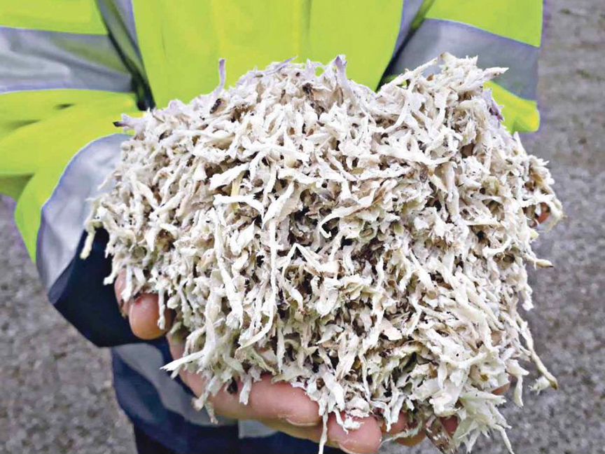 Жом 903 свекольный 47 сырой 33 для 066 крс мрс