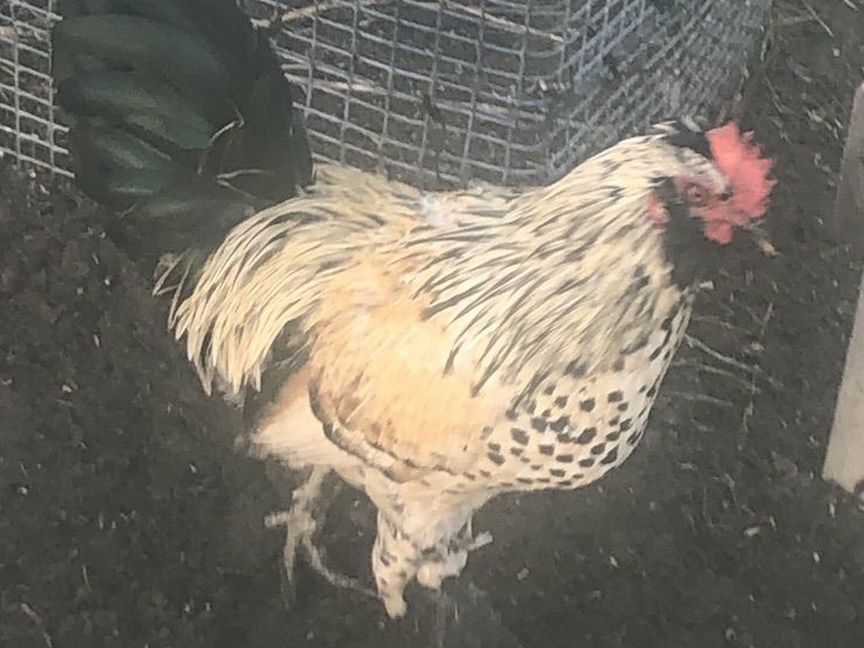 Молодые петухи