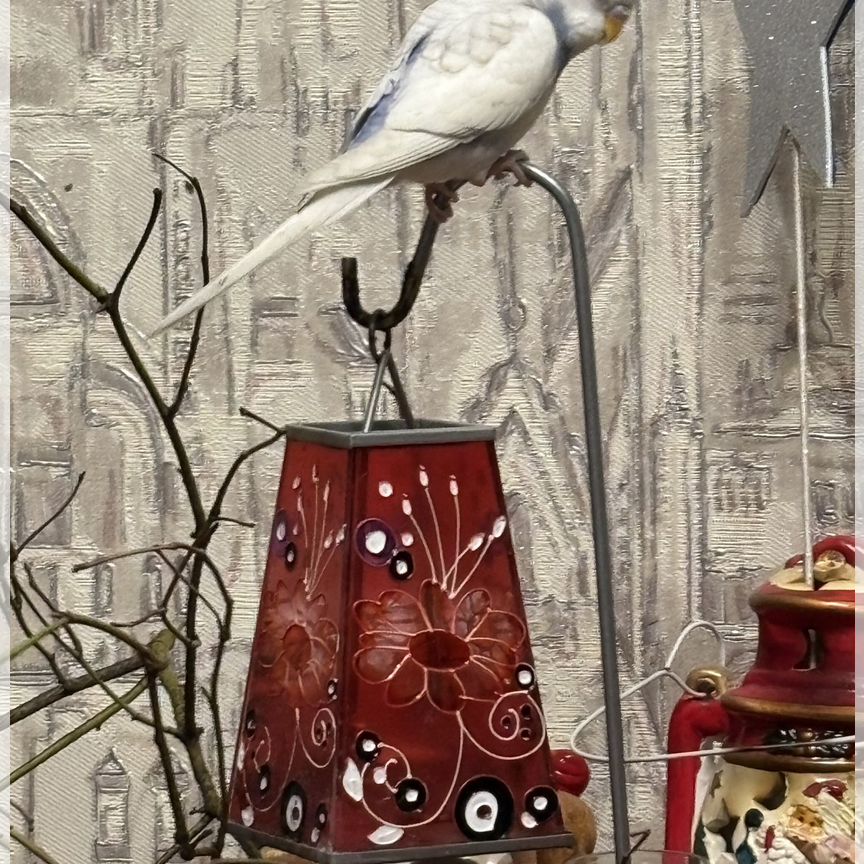 Волнистый попугай с клеткой