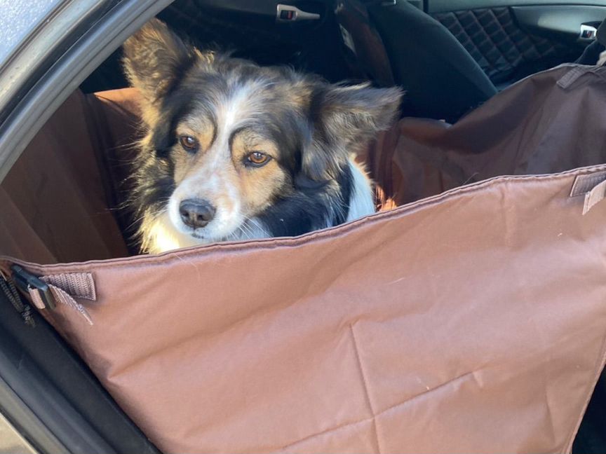 Автогамак для перевозки собак