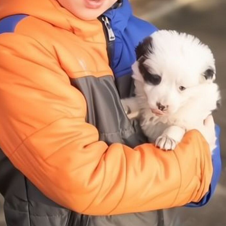 Щенок в добрые руки