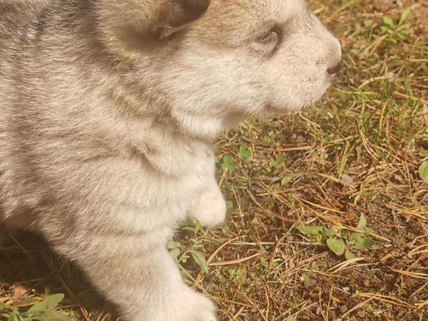 Аляскинский маламут, сука