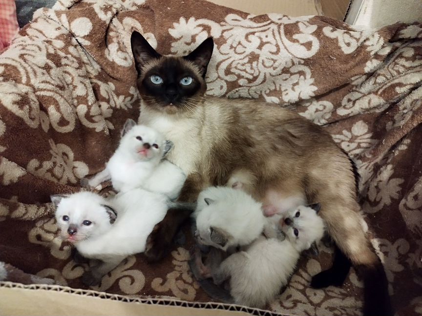 Тайские котята