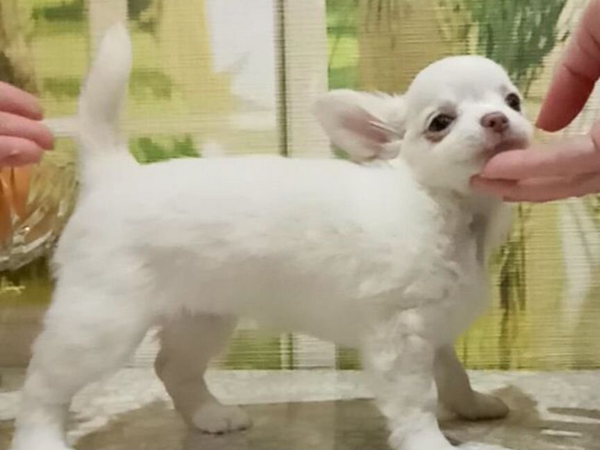 Девочка бело - кремовая