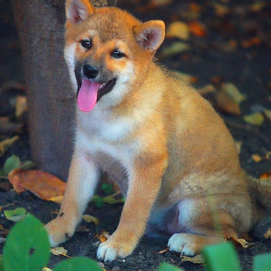 Сиба щенки /кобель для вязки