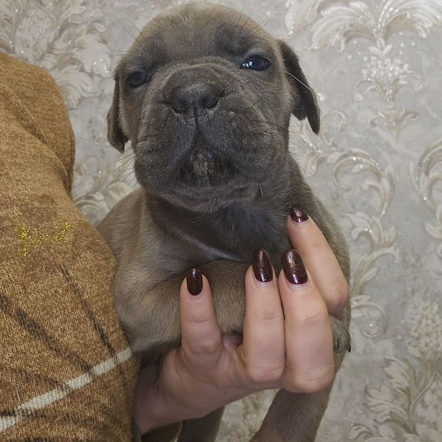 Щенка кане корсо форментино