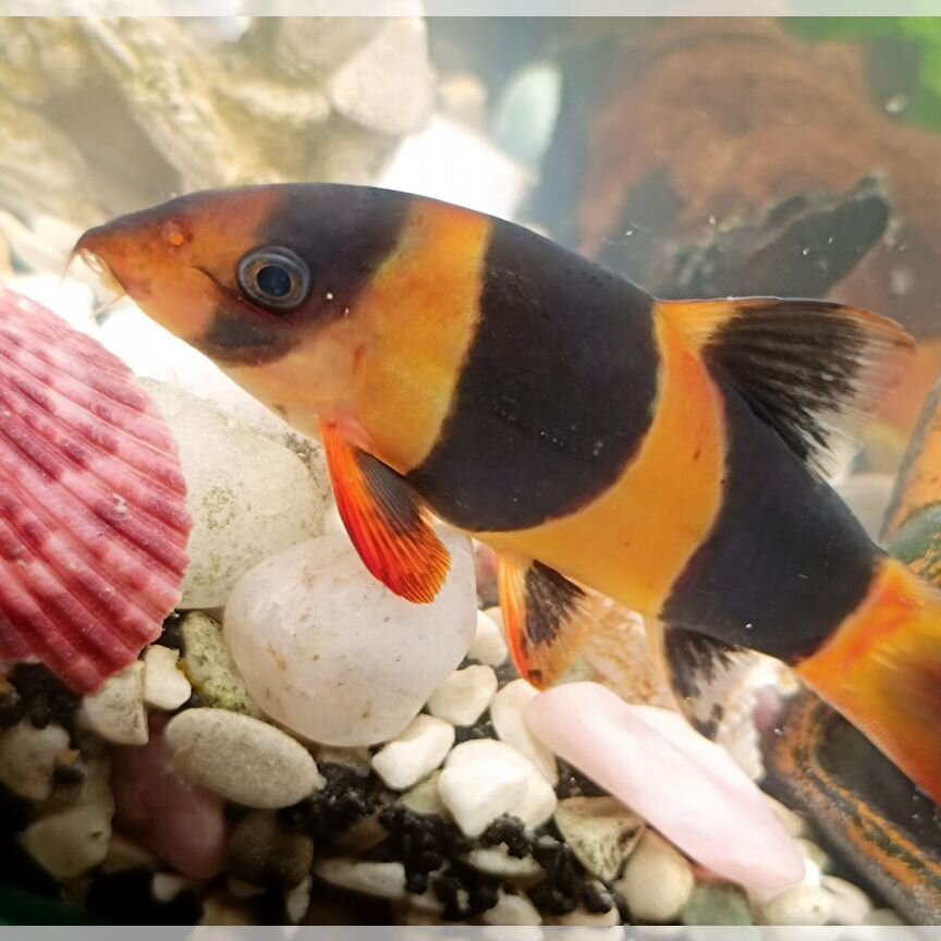 Рыбка боция клоун