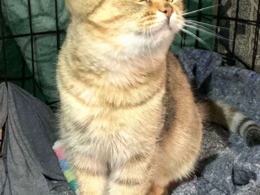 Кошечка в добрые руки