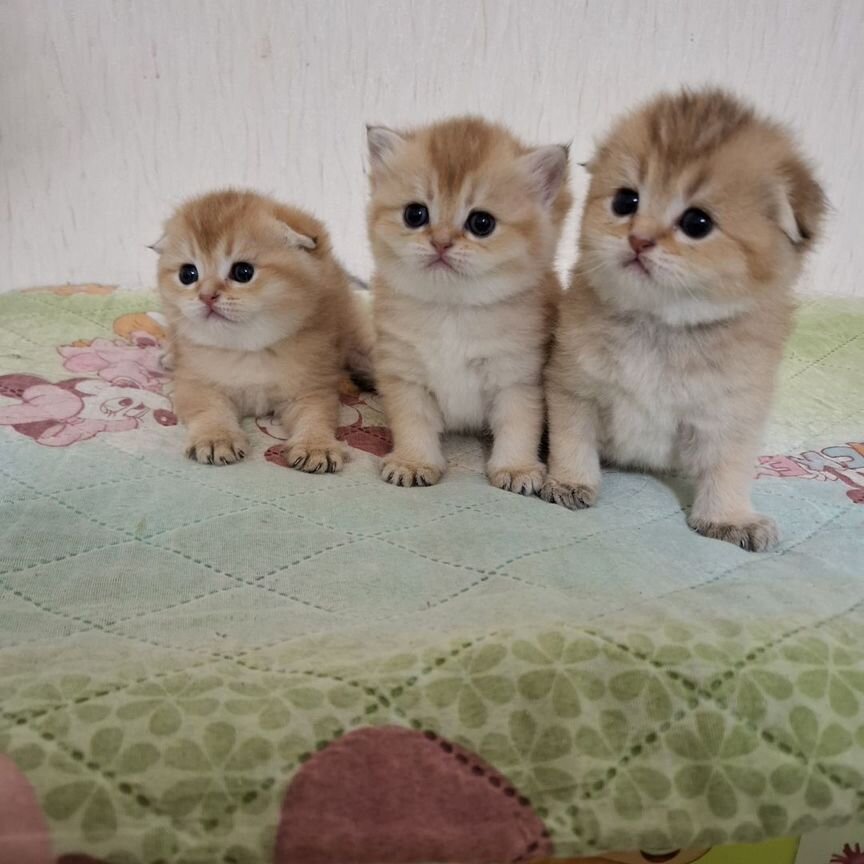 Шотландские котята