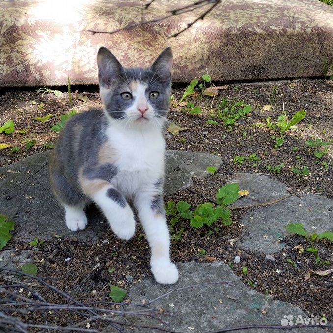 Трёхцветная кошечка 2.5 месяца