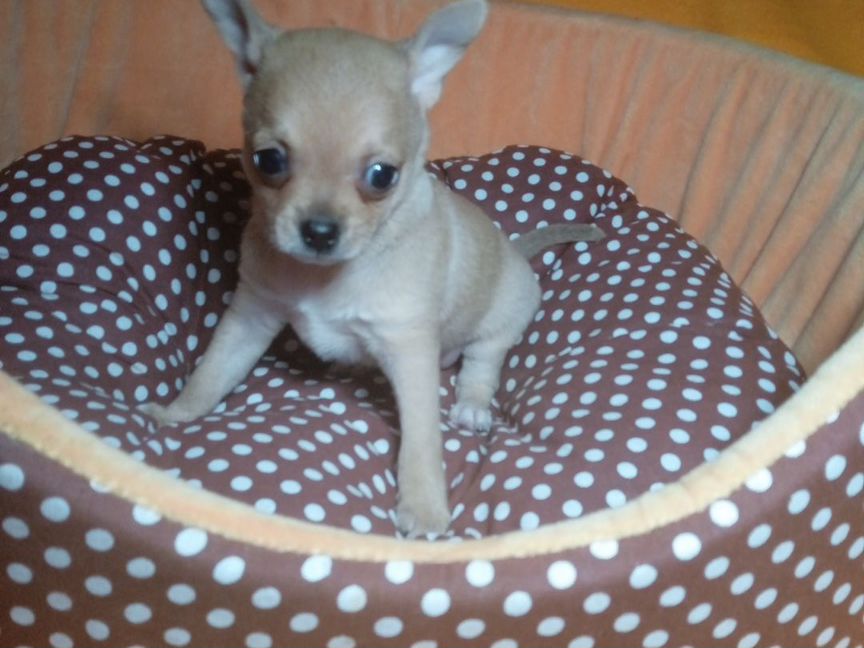 Чишка малышка