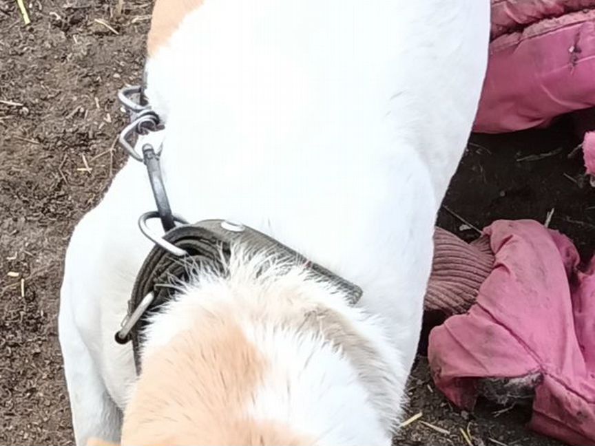 Джек рассел терьер