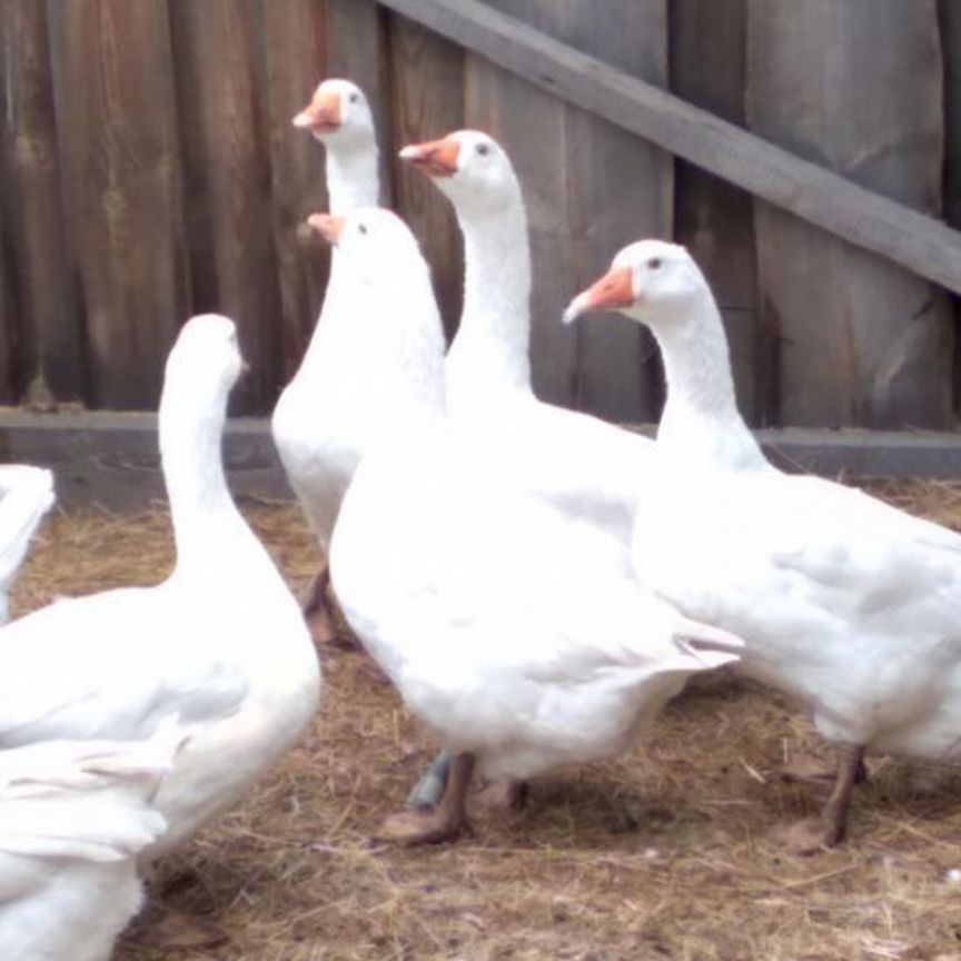 Индоутки живым весом