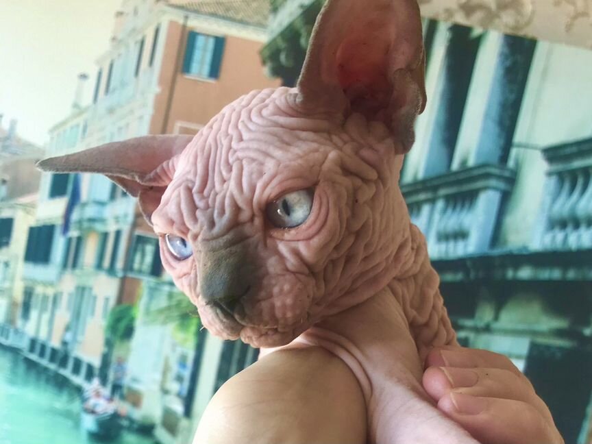 Канадский сфинкс котенок бамбино long