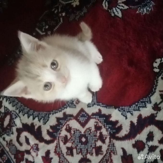 Красивая кошечка 2мес в добрые руки