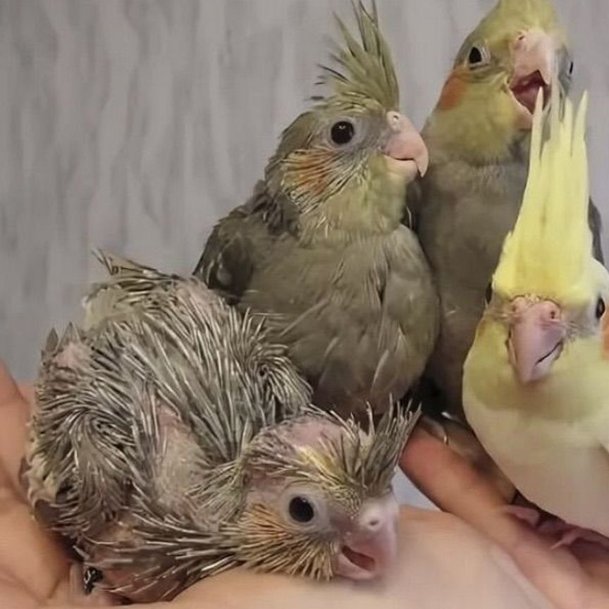 Кореллы птенцы щекатые и безщекие