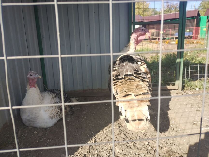 Семья индюков