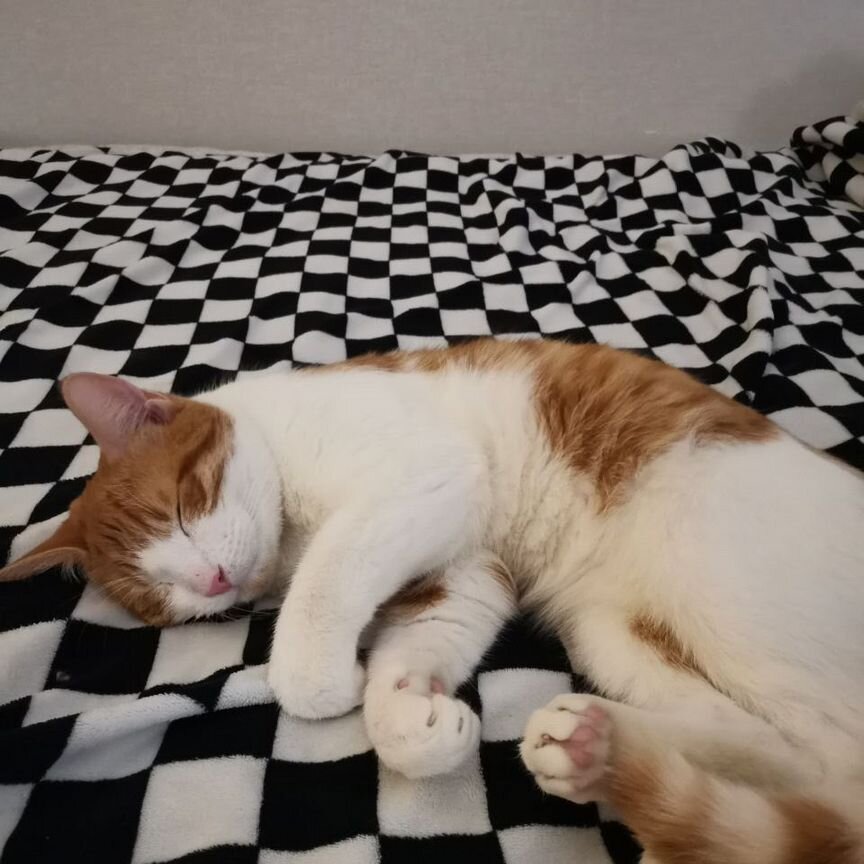 Котик