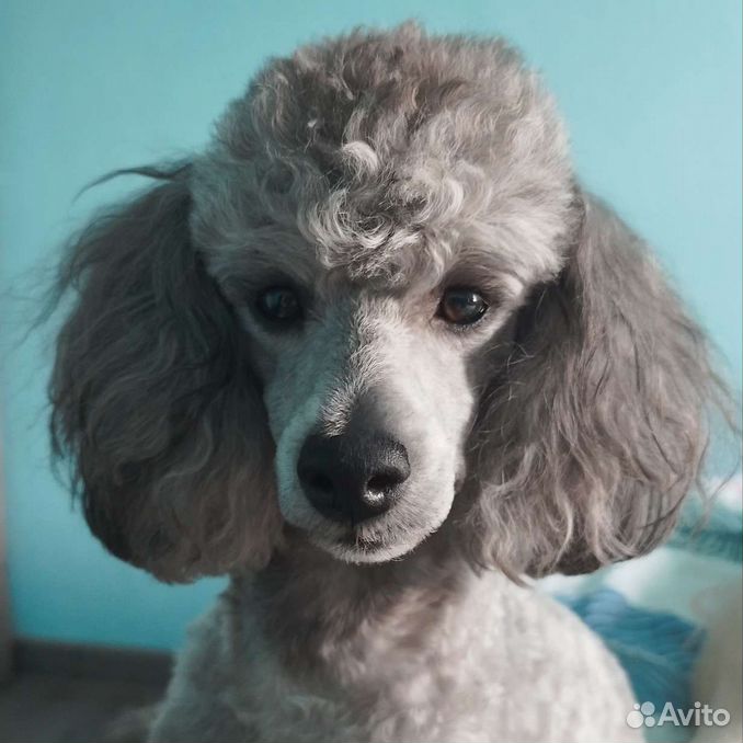 Красавец пудель