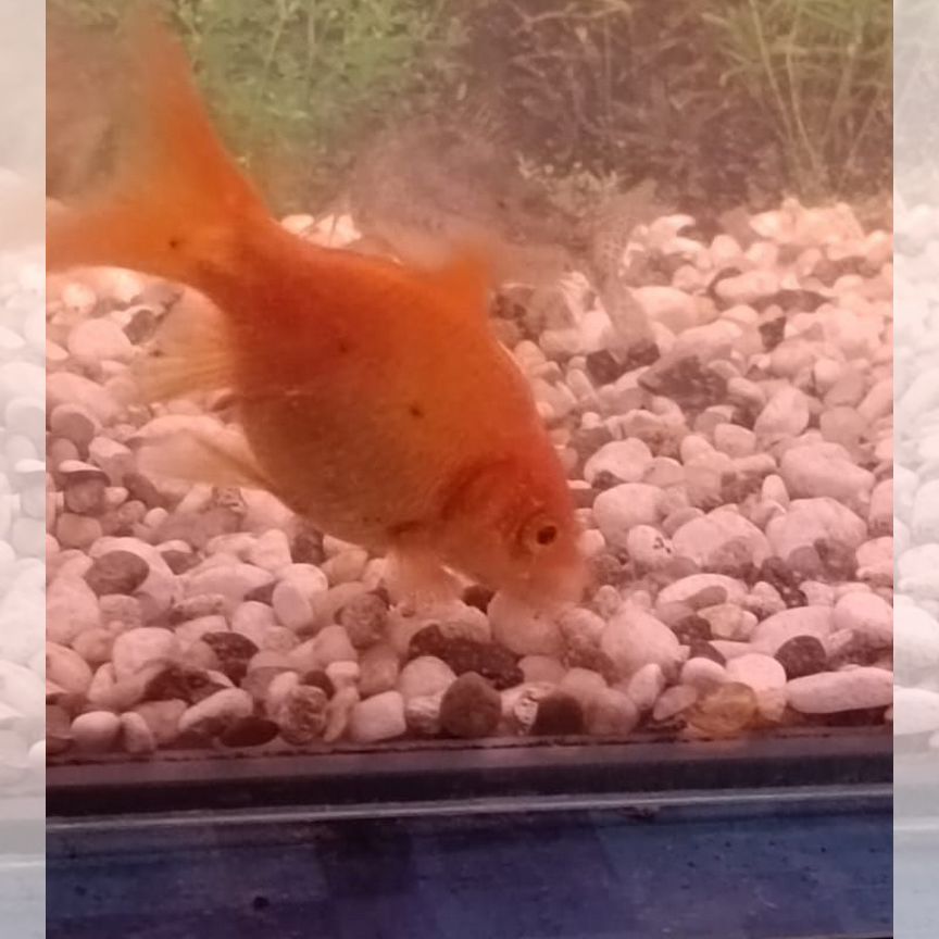 Золотая рыбка