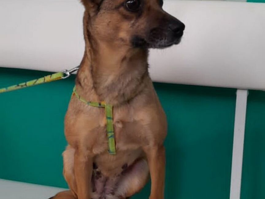 Цвергпинчер метис