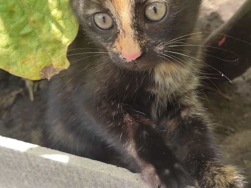 Кошки бесплатно