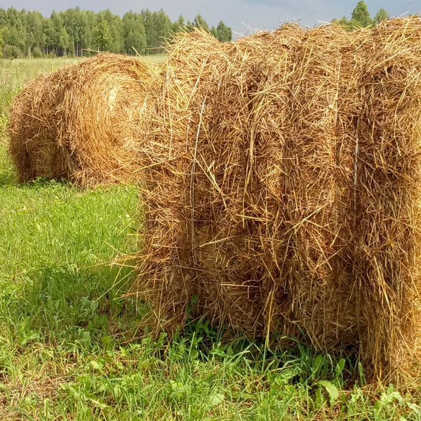 Продам сено в рулонах