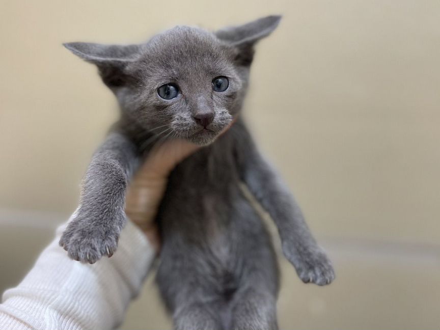Котенок метис