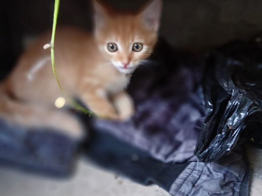 Продаю котёнка (мальчик)