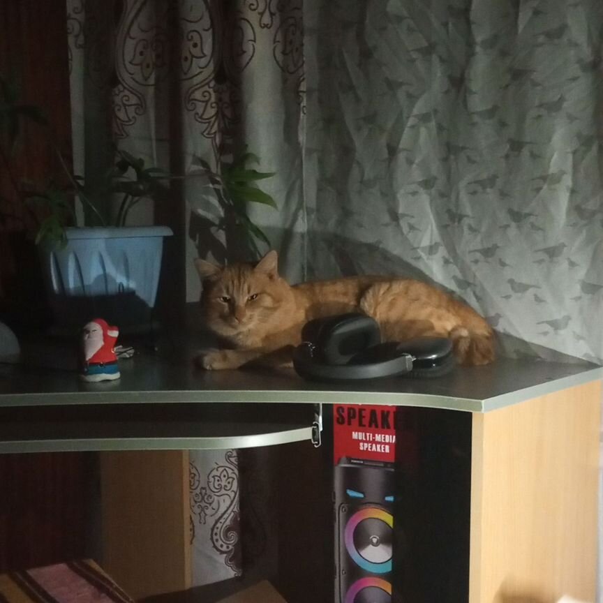 Кот хэппи нью э