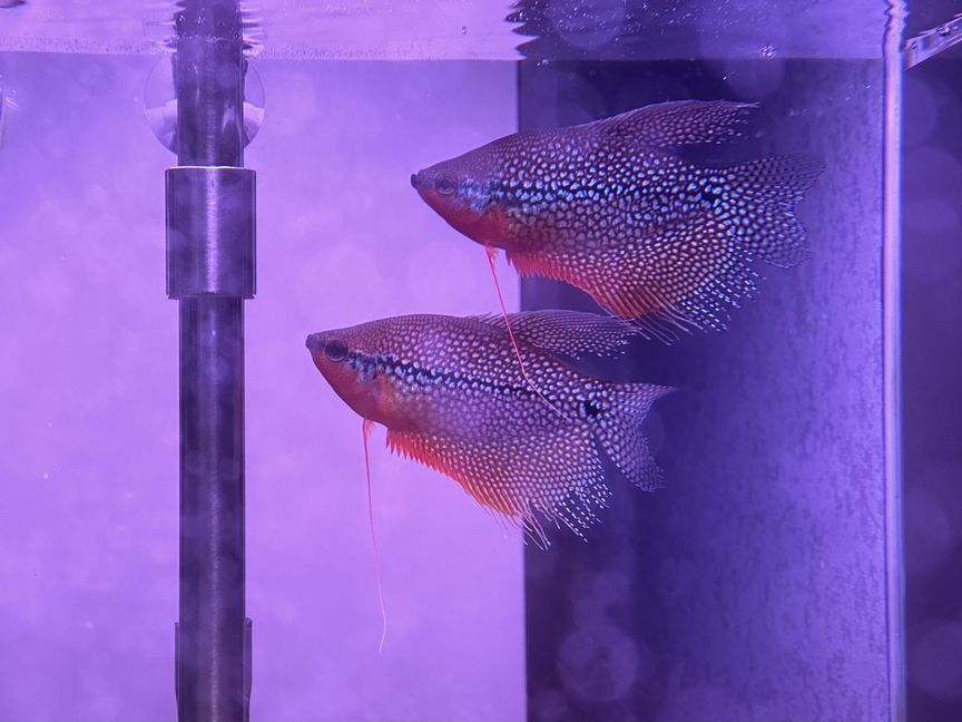 Гурами Жемчужные и Петушок чёрный Самурай самка