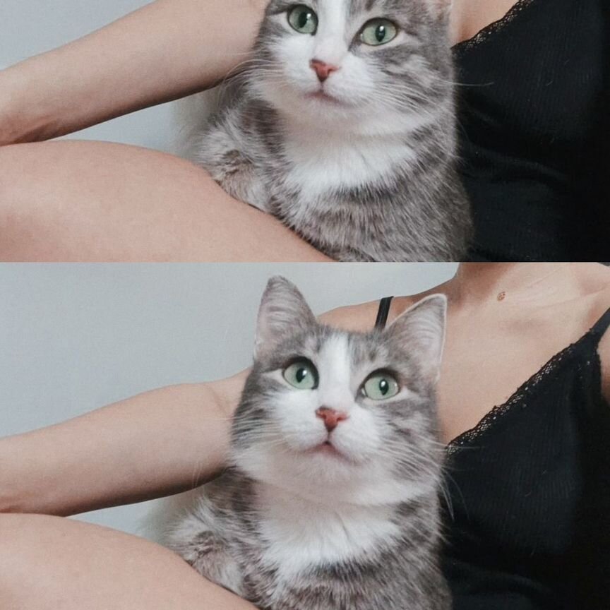 Взрослая, кошка в добрые руки