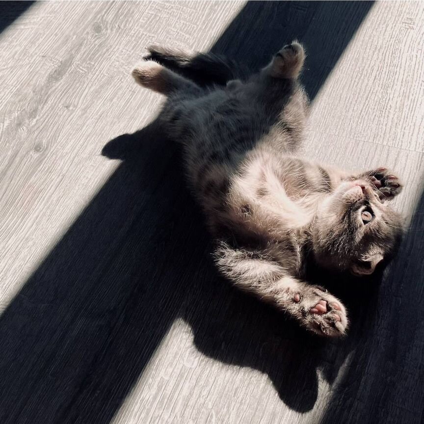 Котёнок