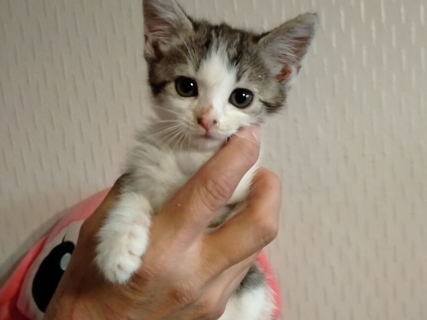 Сиротки в Доброе руки