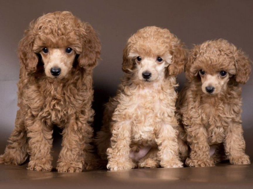 Щенки карликового пуделя