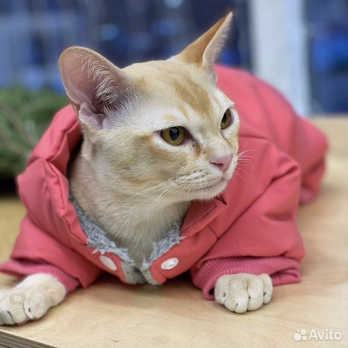 Вязка бурманский кот