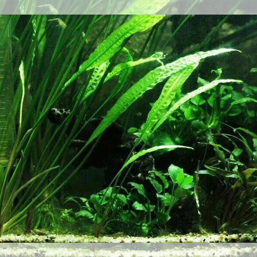 Криптокорина