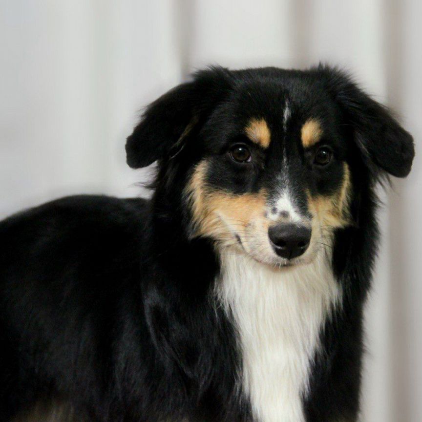 Миниатюрная американская овчарка, щенок