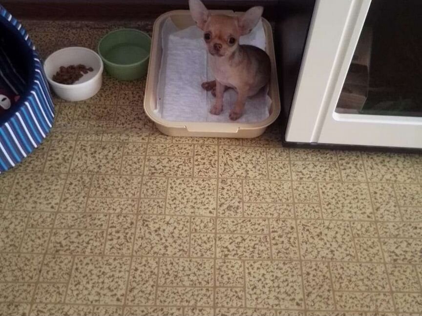 Супер мини, мини мальчик бейби фейс