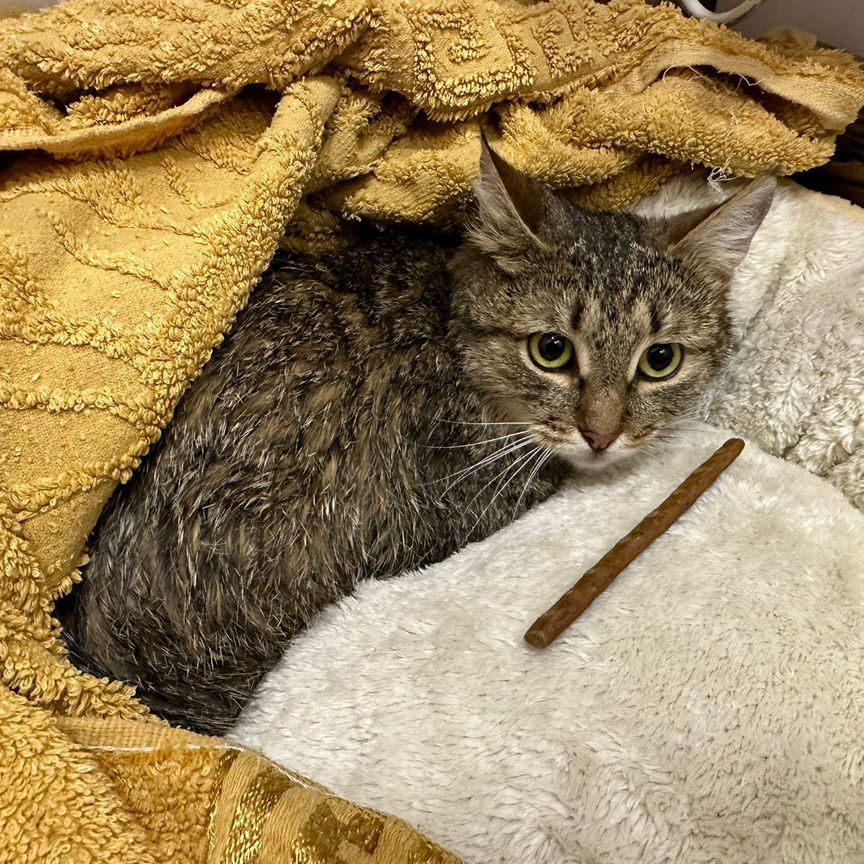 Кошечка остается без дома